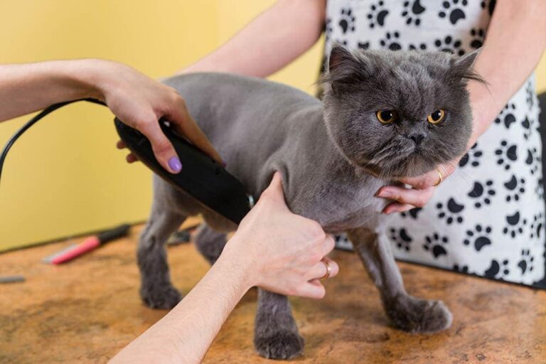 How to Shave a Cat in 8 Vet-Reviewed Steps - Catster