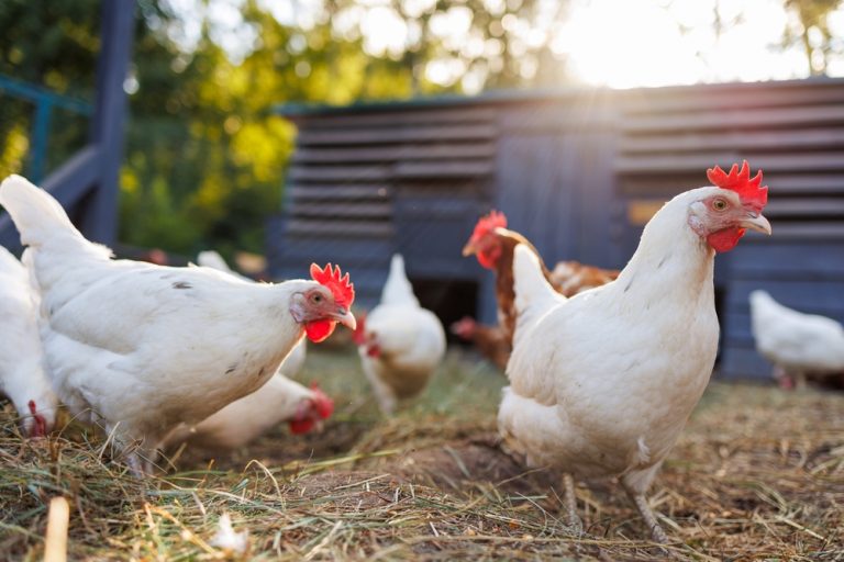 Will Cats Protect Chickens? Our Vet Answers - Catster