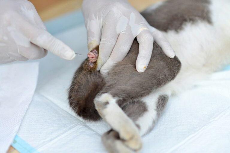 How Do Vets Neuter Cats: Our Vet Answers Step by Step - Catster