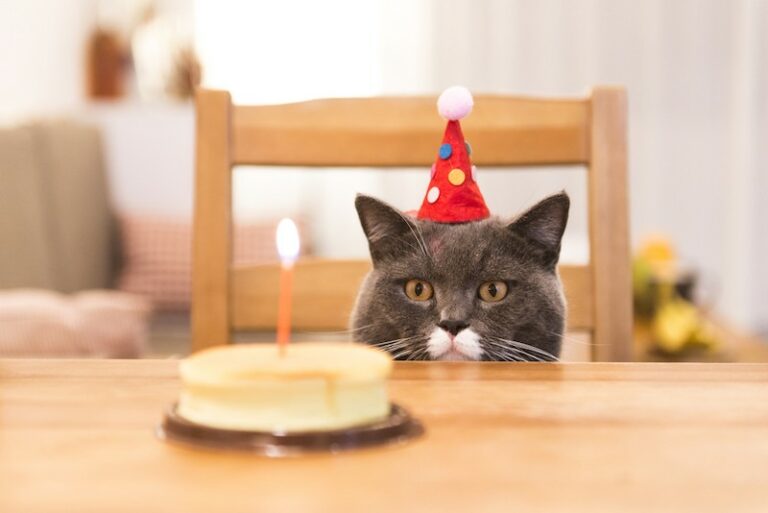 38 Happy Birthday Cat Memes - Funny Jokes to Celebrate - Catster