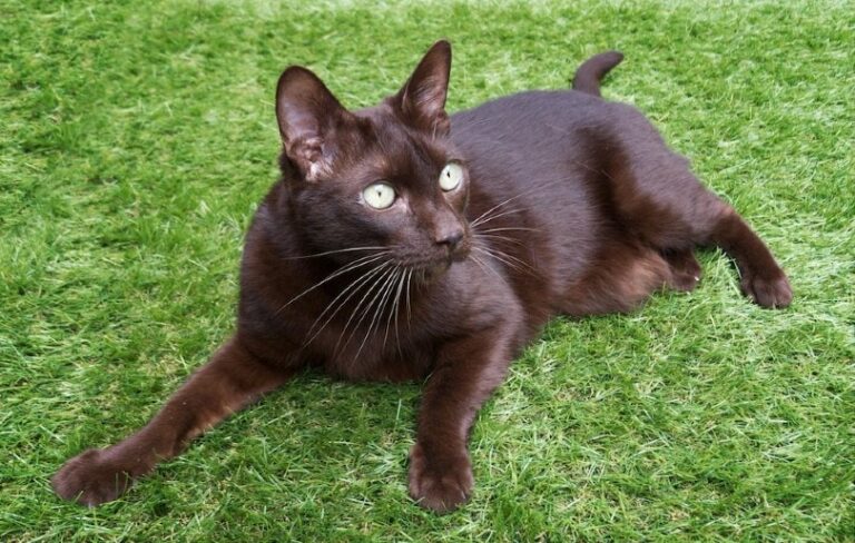 200 Brown Cat Names: Ideas for Bronzed & Nutty Felines - Catster