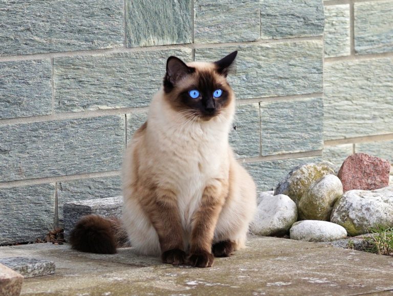 11 Cat Breeds With Manes Like a Lion (With Info & Pictures) - Catster