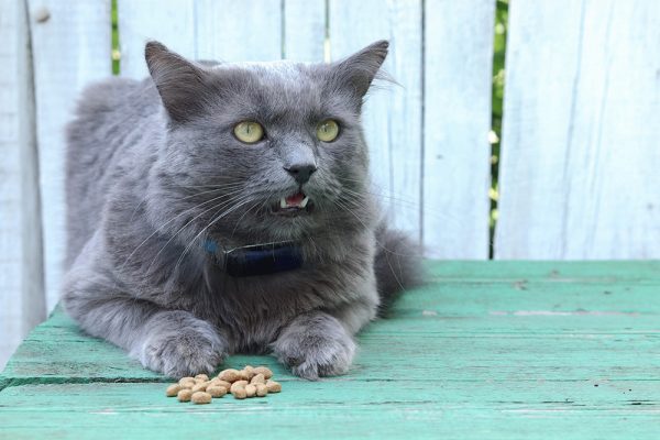 6 Best Cat Foods for Outdoor Cats in 2025 - Reviews & Top Picks - Catster
