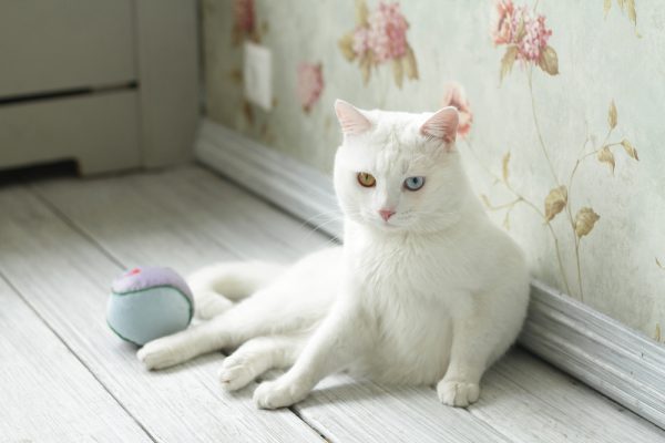 Why Is My Cat Standing on His Hind Legs? Possible Reasons & When To Be ...