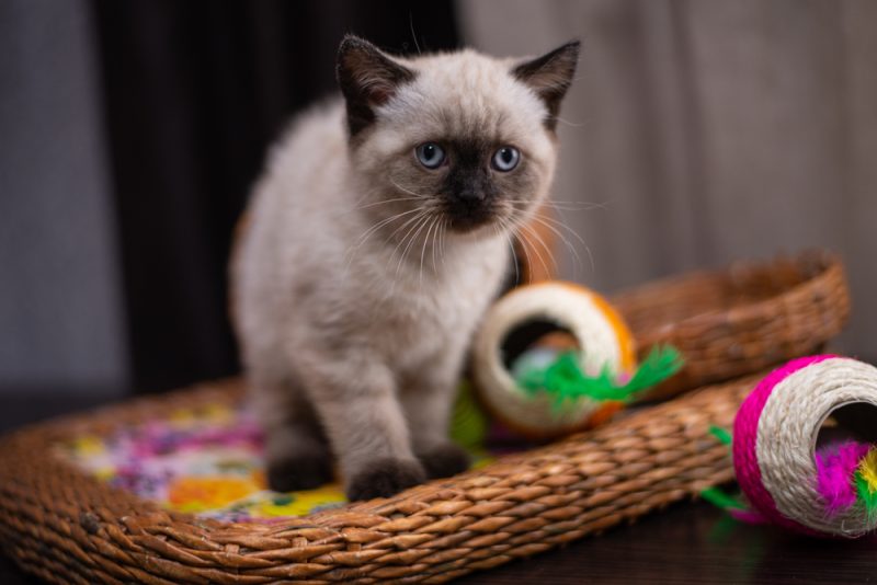 Siamese Munchkin Cat Mix: Info, Pictures, Temperament & More - Catster
