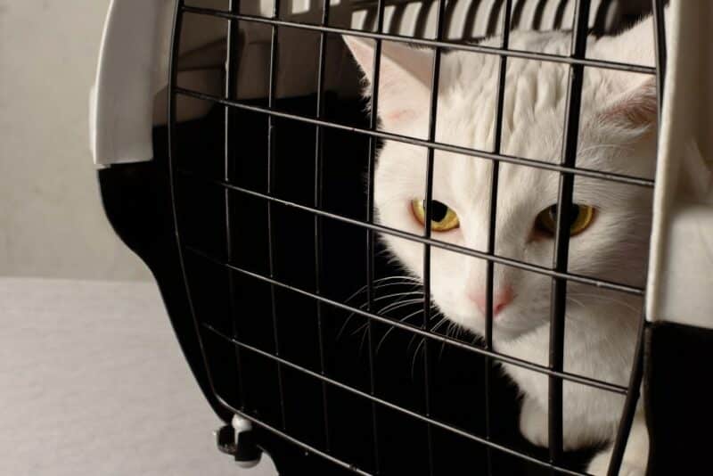 Can Cats Get Strep Throat? Vet-Reviewed Signs, Treatment & Prevention ...