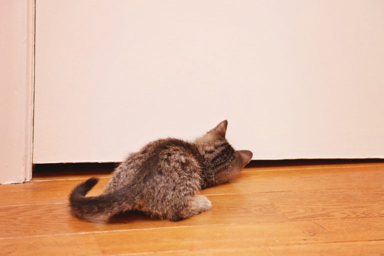 Why Is My Cat Scratching the Floor? 3 Vet-Reviewed Reasons - Catster