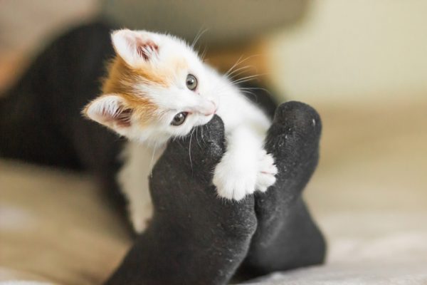 Why Does My Cat Bite My Feet? 6 Vet-Approved Reasons for This Behavior ...