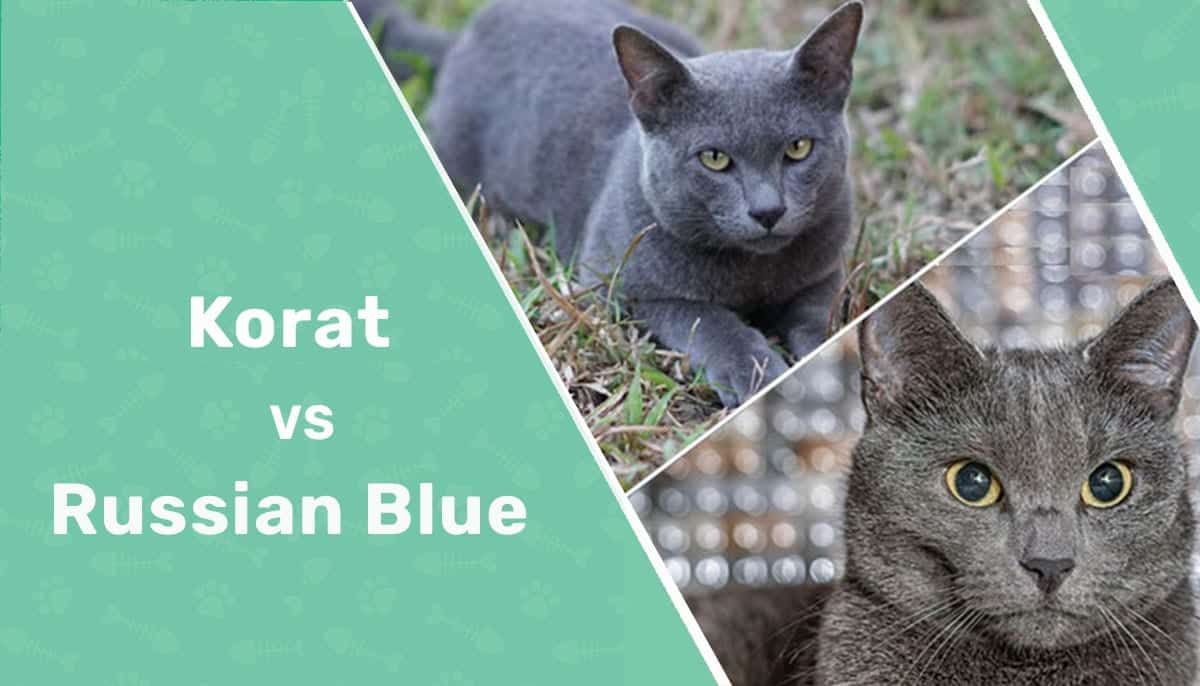 Korat Cat vs Russian Blue: Main Differences (With Pictures) - Catster