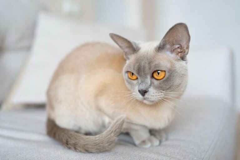 European Burmese Cat Breed Info: Pictures, Temperament & Traits - Catster