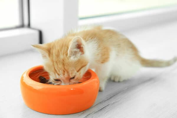 7 Common Kitten Health Issues: Our Vet Answers - Catster
