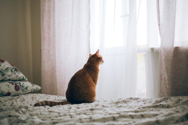 10 Signs Your Cat Missed You & Tips for When You Are Away - Catster