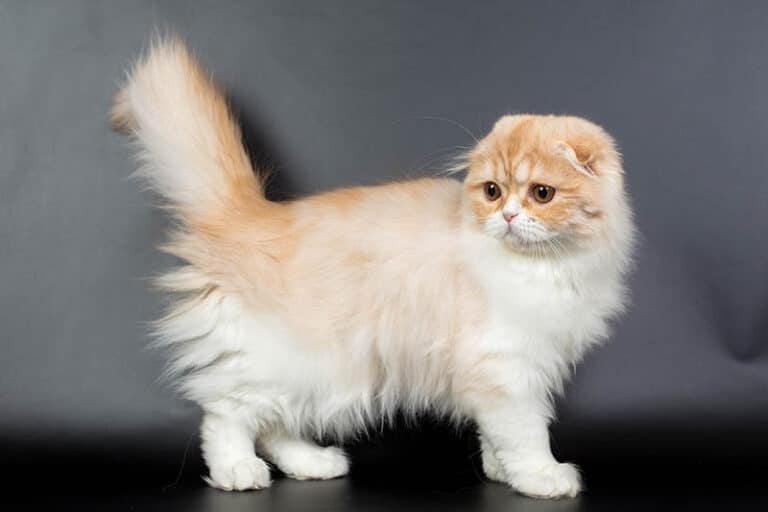 Long Hair Scottish Fold Cat: Info, Facts, Pictures & History - Catster