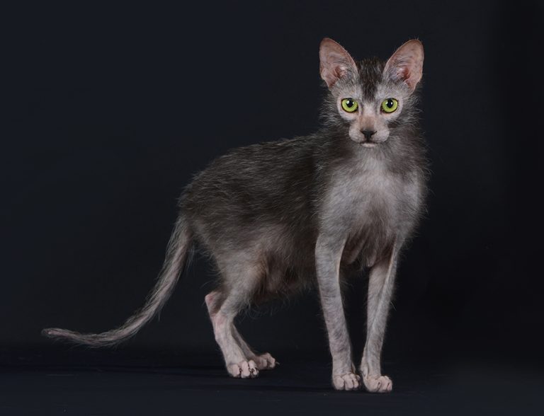 How Much Does It Cost to Own a Lykoi Cat? 2026 Price Guide - Catster