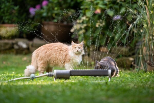 8 Best Outdoor Cat Repellents in 2026 - Reviews & Top Picks - Catster