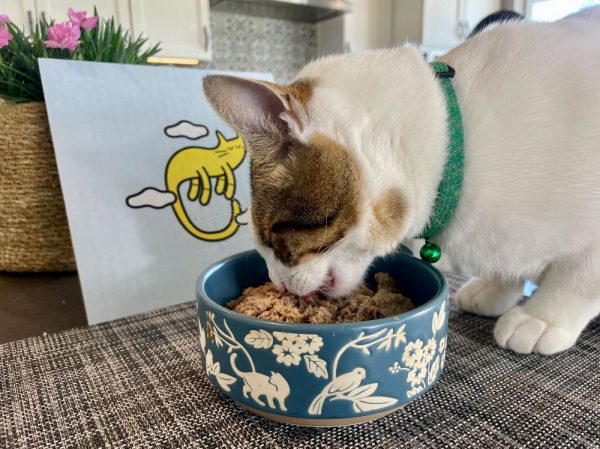 15 Best Wet Cat Foods in 2026: Canned, Soft, & Pâté Reviews (Vet ...