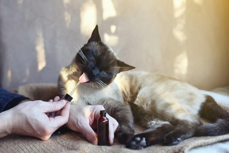 Medical Cannabis for Cats: Usage, Safety & FAQ - Catster