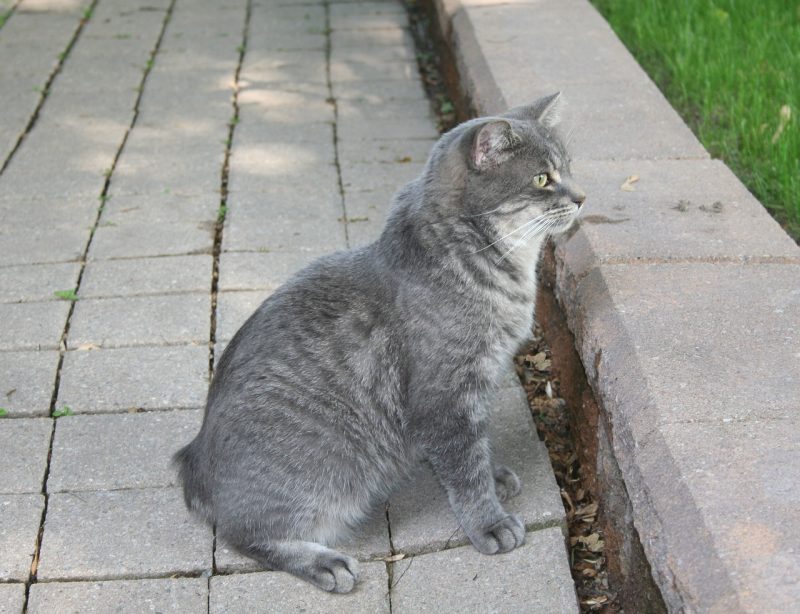 15 Cat Breeds Similar to Maine Coon (With Info & Pictures) - Catster
