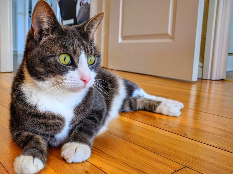 42 Manx Cat Colors & Patterns (With Pictures & Infographics) - Catster