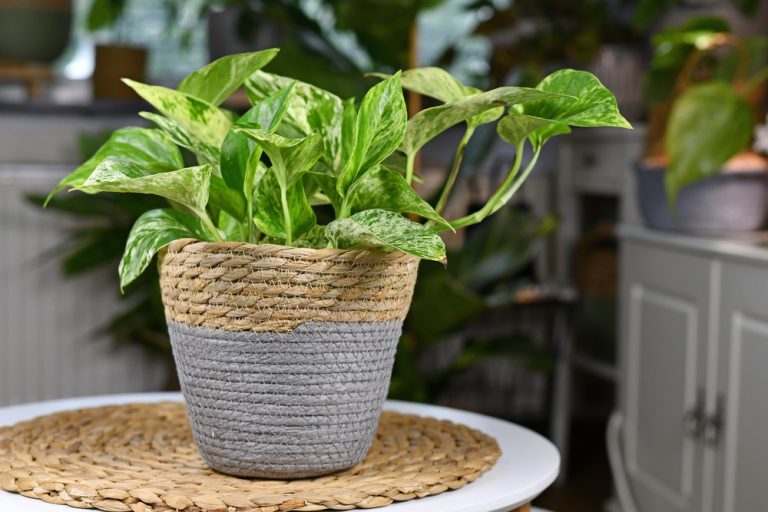Are Pothos Toxic to Cats? Vet-Verified Facts & Information - Catster