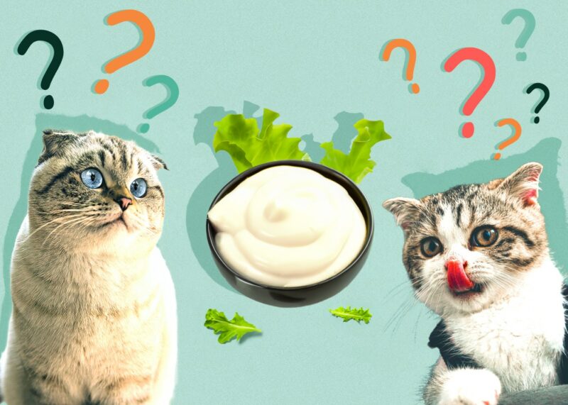 Can Cats Eat Mayo? Vet-Reviewed Nutrition Facts & Advice - Catster
