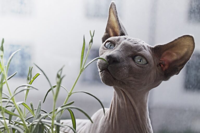 6 Hairless Cat Breeds: Vet-Approved Info (With Pictures) - Catster