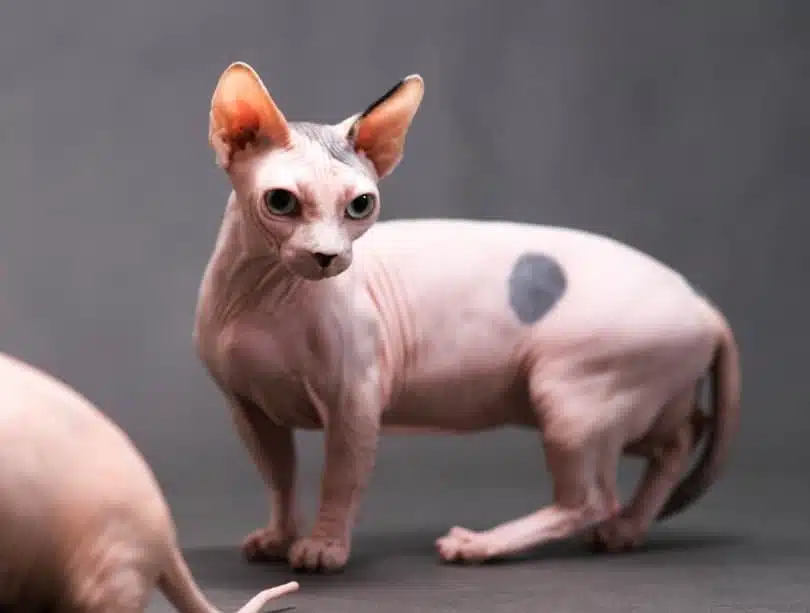 Minskin Cat Breed Profile & Pet Care Guide
