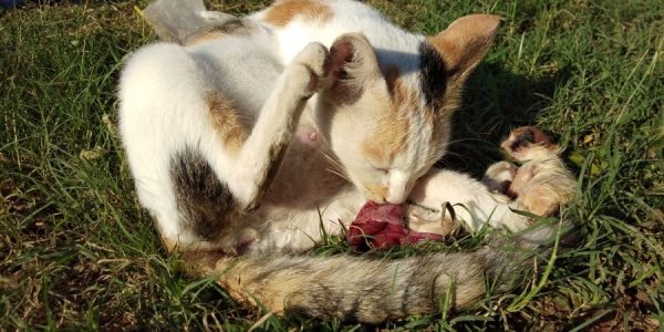 Why Do Cats Sometimes Eat Their Placenta? Vet Approved Facts & FAQ ...