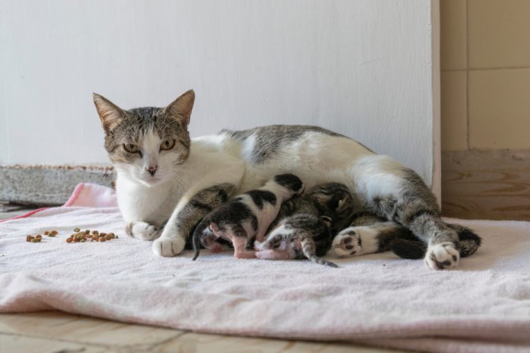 My Cat Just Had Kittens, What Do I Do? (7 Vet-Recommended Tips) - Catster
