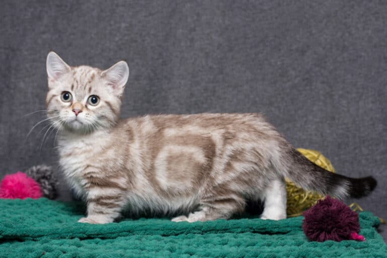 200+ Adorable Munchkin Cat Names: Unique Ideas for Your Kitty - Catster