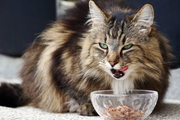Cats Are Obligate Carnivores: Vet-Approved Info & Feline Diet Facts ...