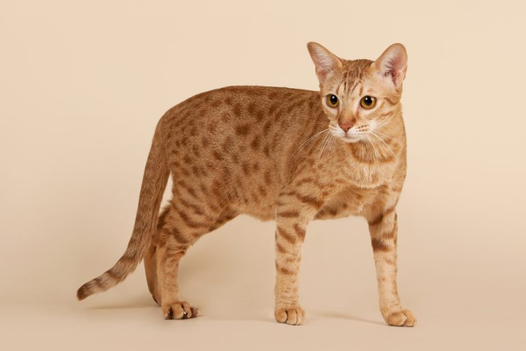 7 Unique Spotted Cat Breeds (With Info & Pictures) - Catster