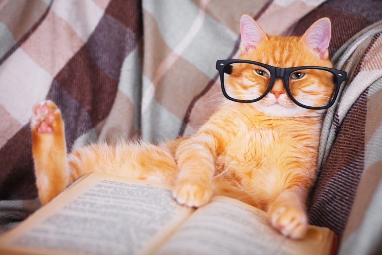 10 Cat Poems Every Pet Parent Should Read: Fun Feline Poetry - Catster