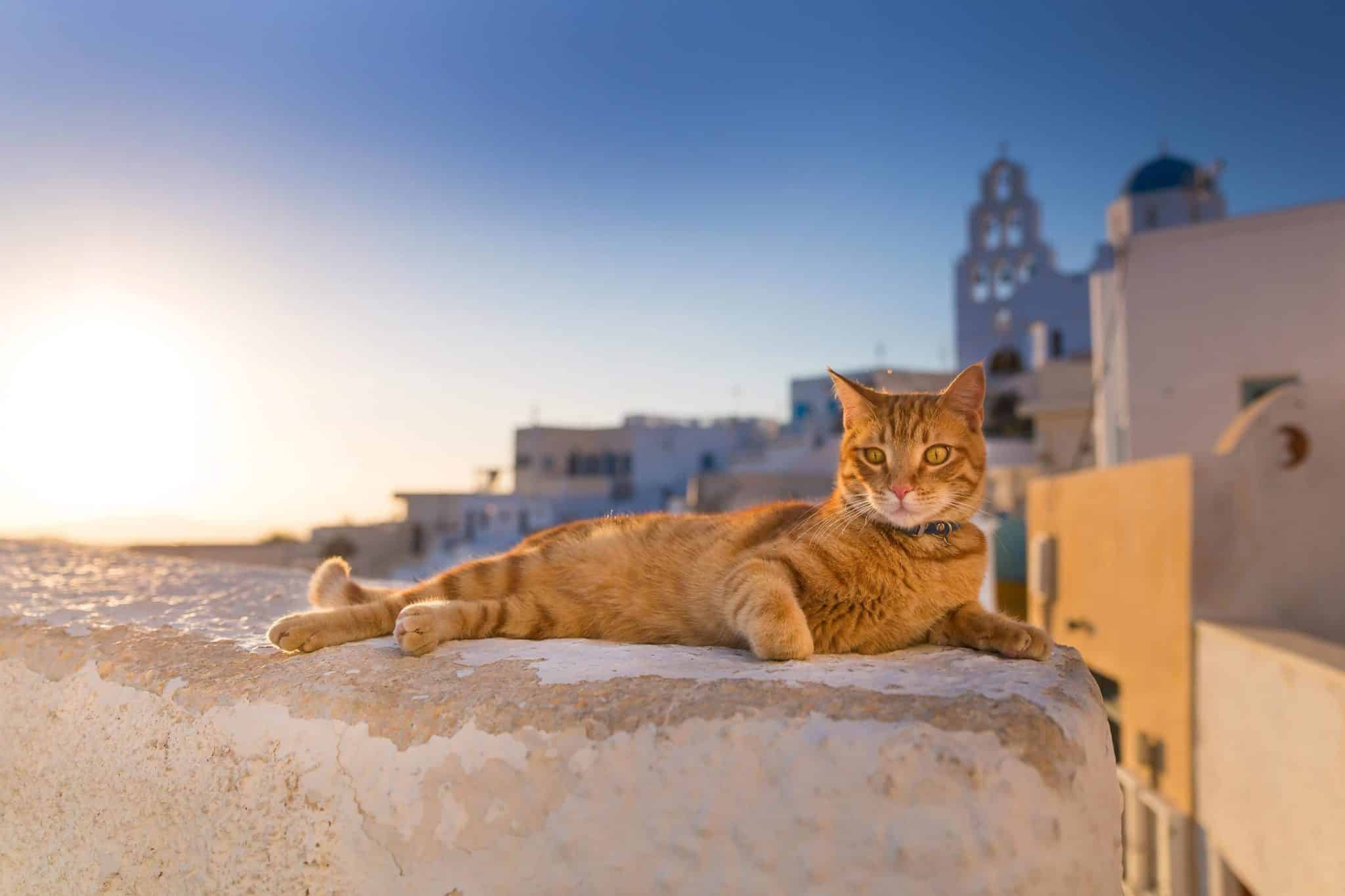 100+ Greek Cat Names: Ideas for Strong & Legendary Cats - Catster