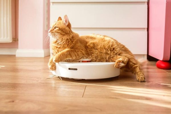Cats on Roombas: A Strange Relationship Explained - Catster