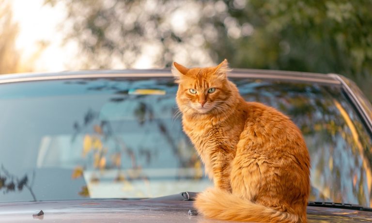 Scientists Finally Know Why Ginger Cats Are Orange: Genetic Mysteries ...