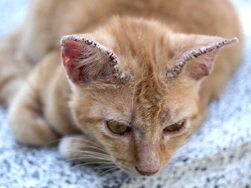 Cat Ears Drooping: Signs, Causes & What to Do (Vet Answer) - Catster