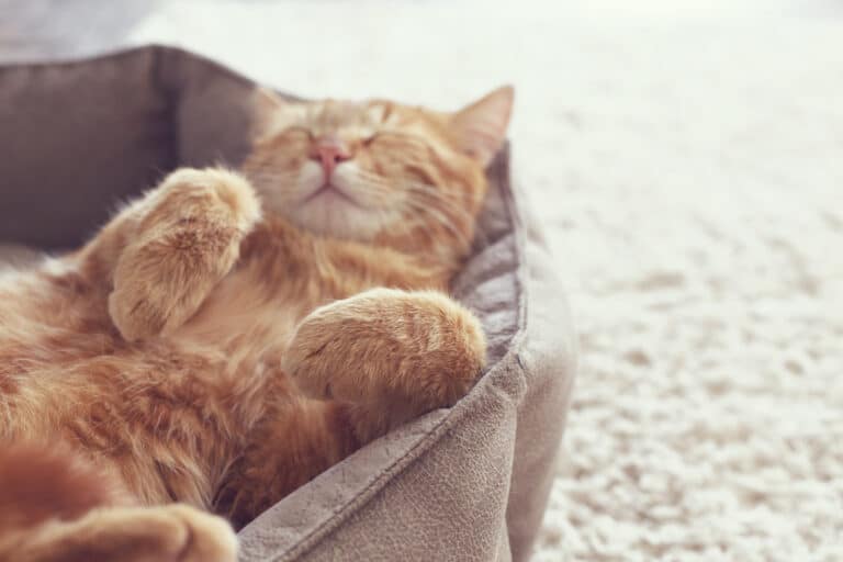 10 Typical Types of Cat Beds (With Pictures) - Catster