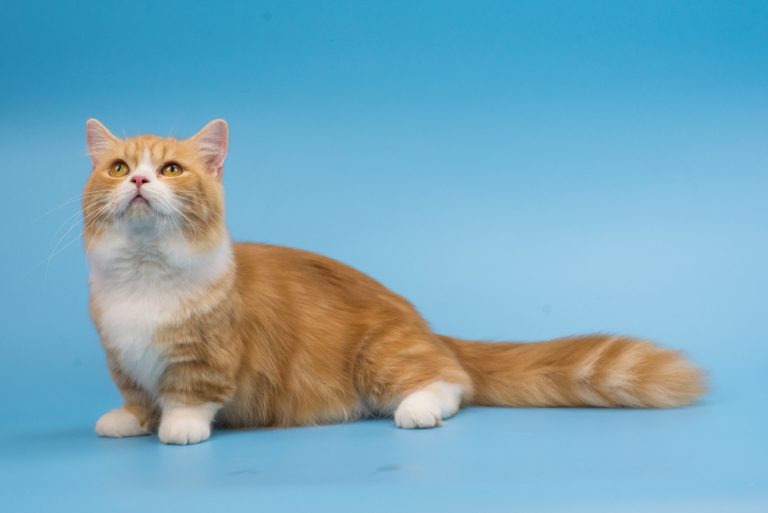 11 Orange Cat Breeds (With Info & Pictures) - Catster