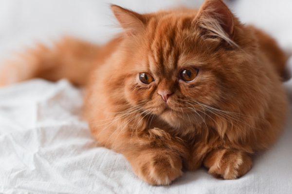 18 Vet-Verified Persian Cat Colors & Patterns (With Pictures) - Catster