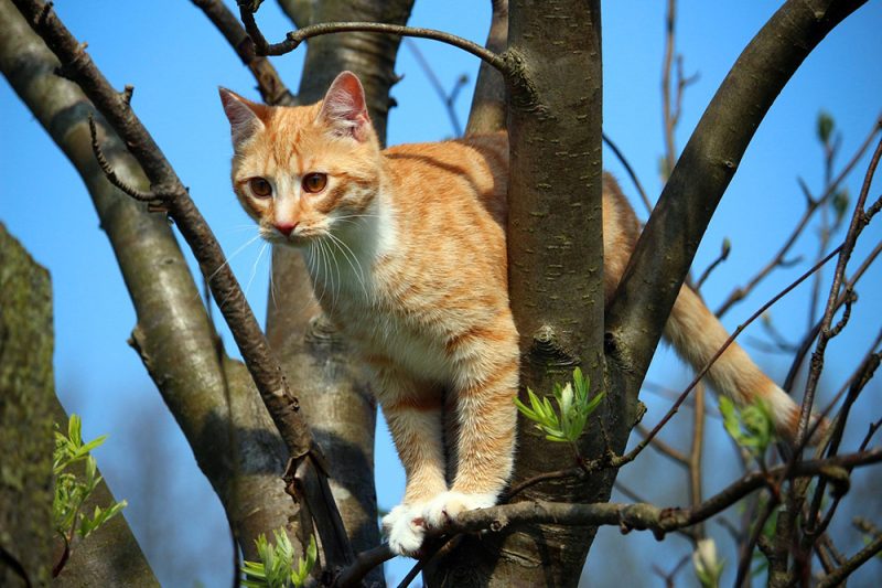 Can a Cat Climb Down a Tree? Vet-Reviewed Anatomy Facts & Rescue Tips ...