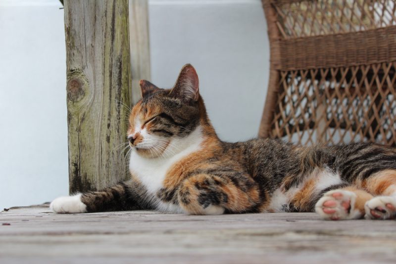 6 Different Types of Calico Cats (With Pictures) - Catster