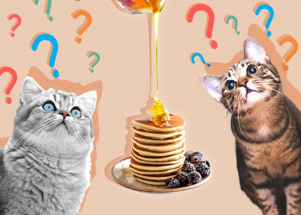 Can Cats Eat Pancakes? Nutrition & Health Advice - Catster