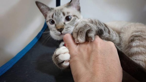 Laser Declawing Your Cat - Vet-Reviewed Facts & Considerations - Catster