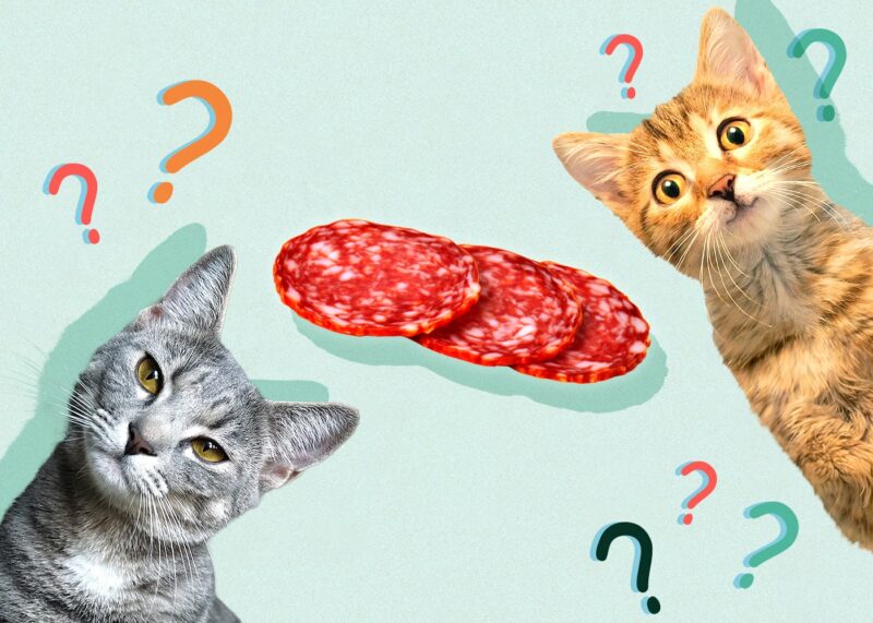 Can Cats Eat Pepperoni? Vet-Reviewed Nutritional Facts & Safety Info ...