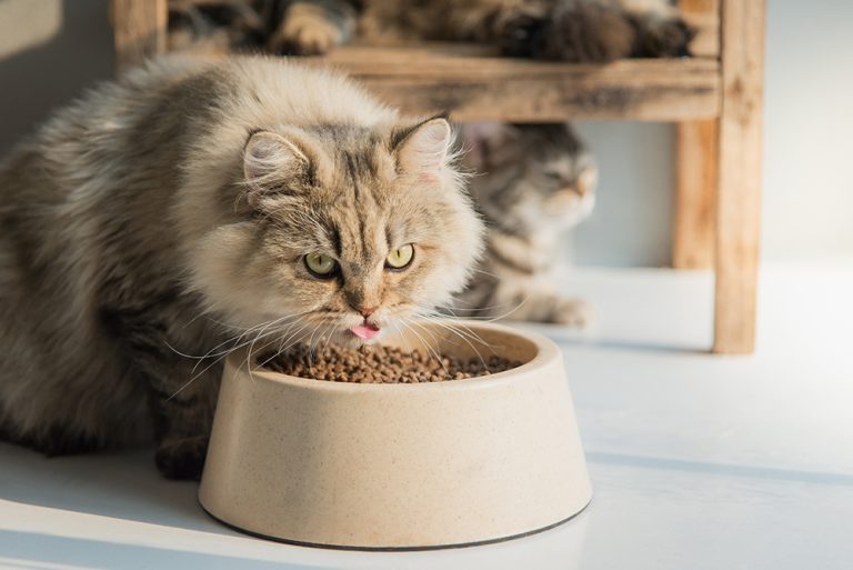 7 Best Cat Foods for Weight Gain (High Calorie) in 2024 - Reviews & Top ...