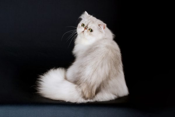 6 Flat-Faced Cat Breeds (With Info & Pictures) - Catster