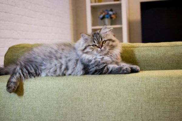 How to Tell if Your Cat Has a Double Coat: 4 Vet-Approved Tips to Help ...