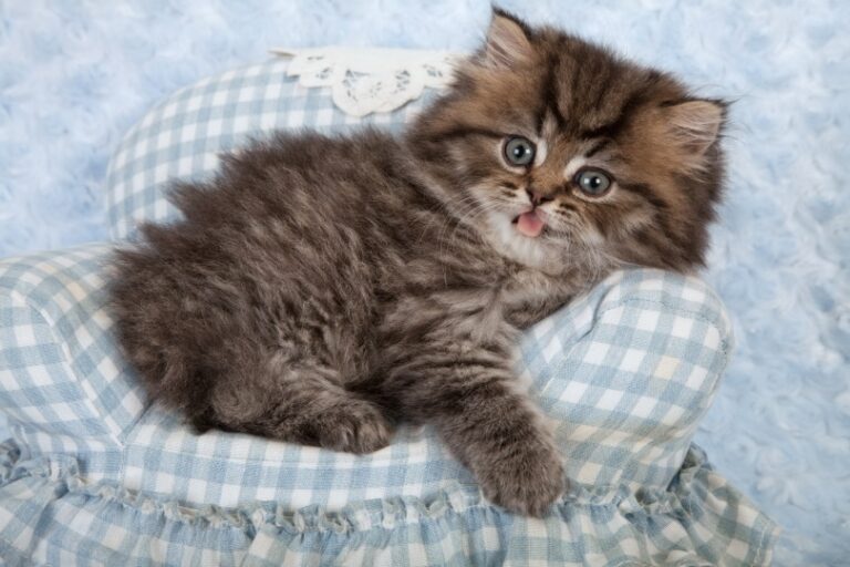 Persian Kittens for Sale in Connecticut: Breeders List 2026 - Catster