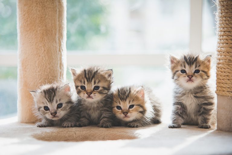 Persian Kittens for Sale in Australia: 2026 Breeders List - Catster